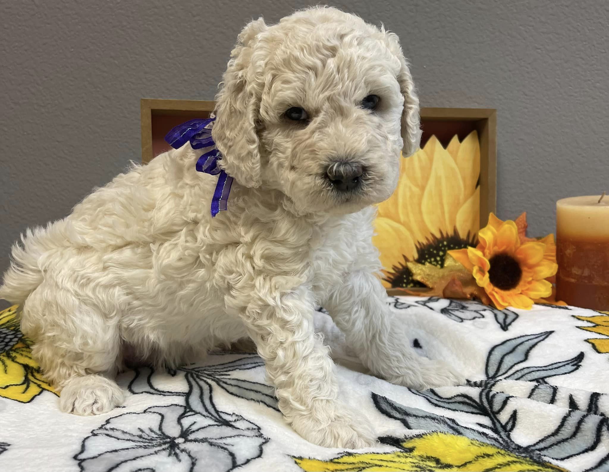 Goldendoodle Puppies – HOPE HILL DOODLES